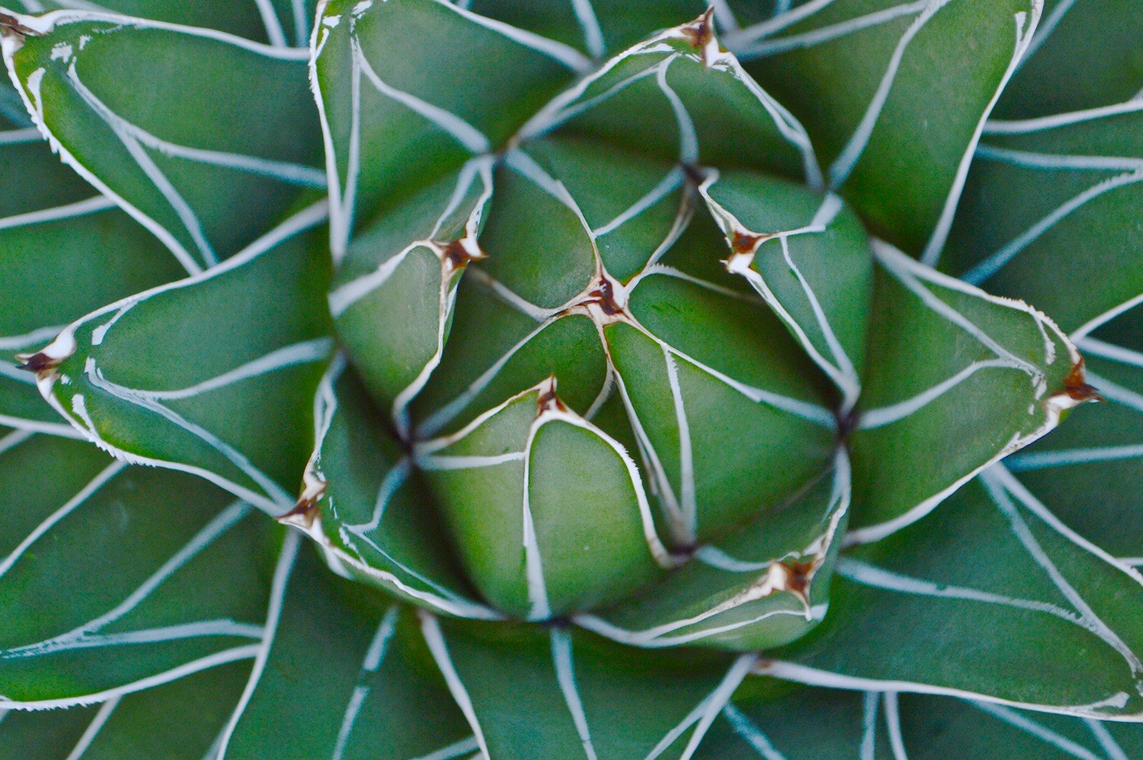 Why Cactus Gel is Perfect for Beach Days - Cactus Gel