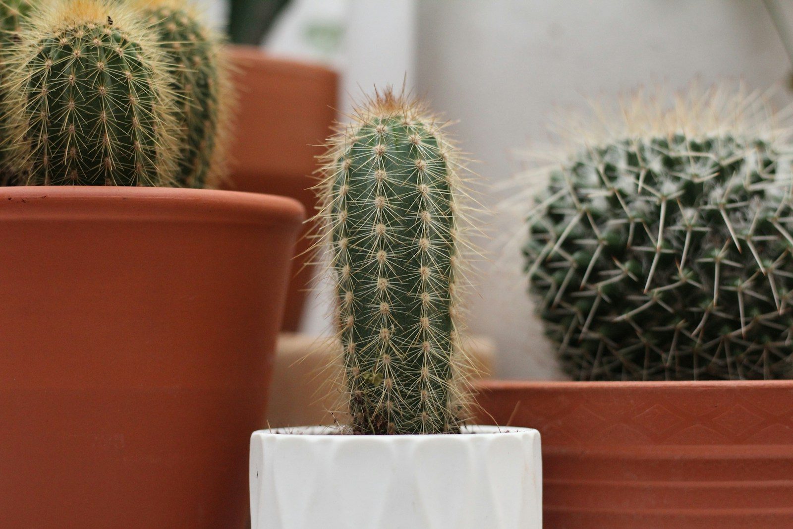 Cactus Gel for Healing Tattooed Skin - Cactus Gel