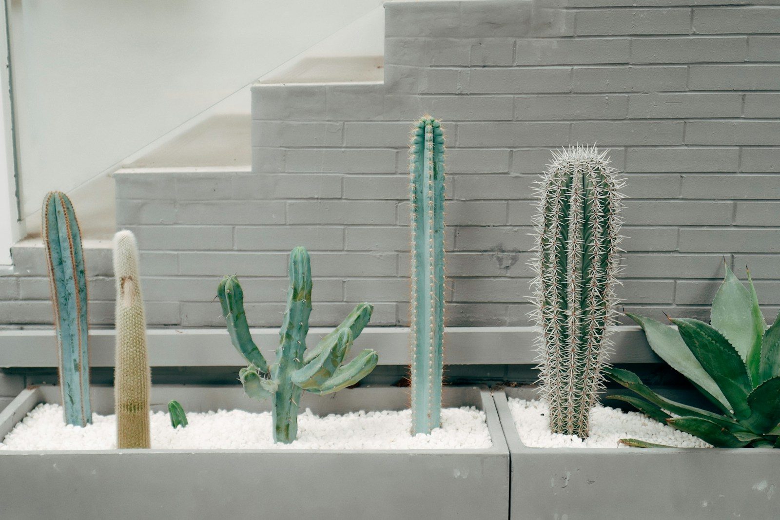 The Science of How Cactus Gel Retains Moisture - Cactus Gel