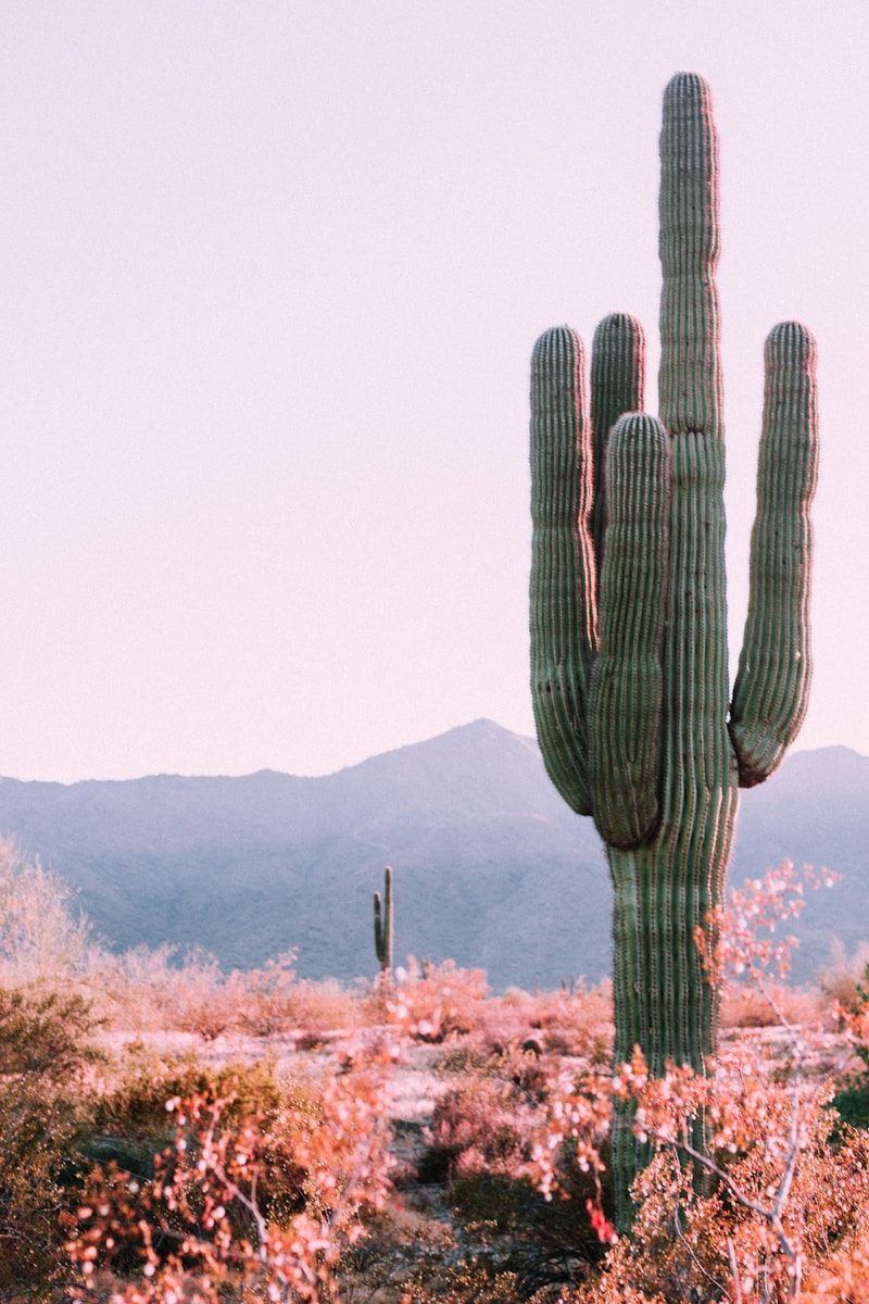 How to Use Cactus Gel for Scalp Sunburn Relief - Cactus Gel