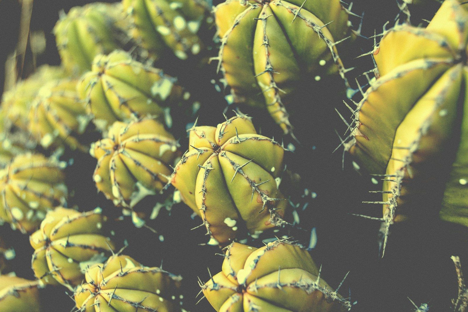 Why Cactus Gel is a Great Base for Serums - Cactus Gel
