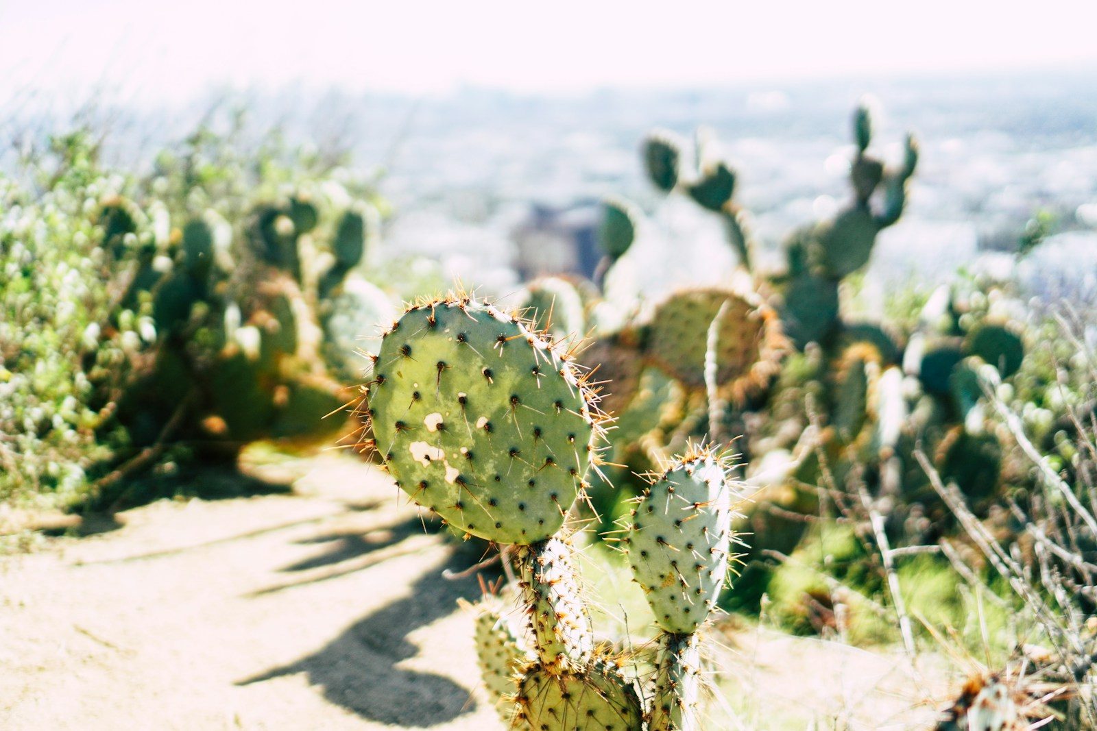 The Relationship Between Cactus Gel and Healthy Glow - Cactus Gel