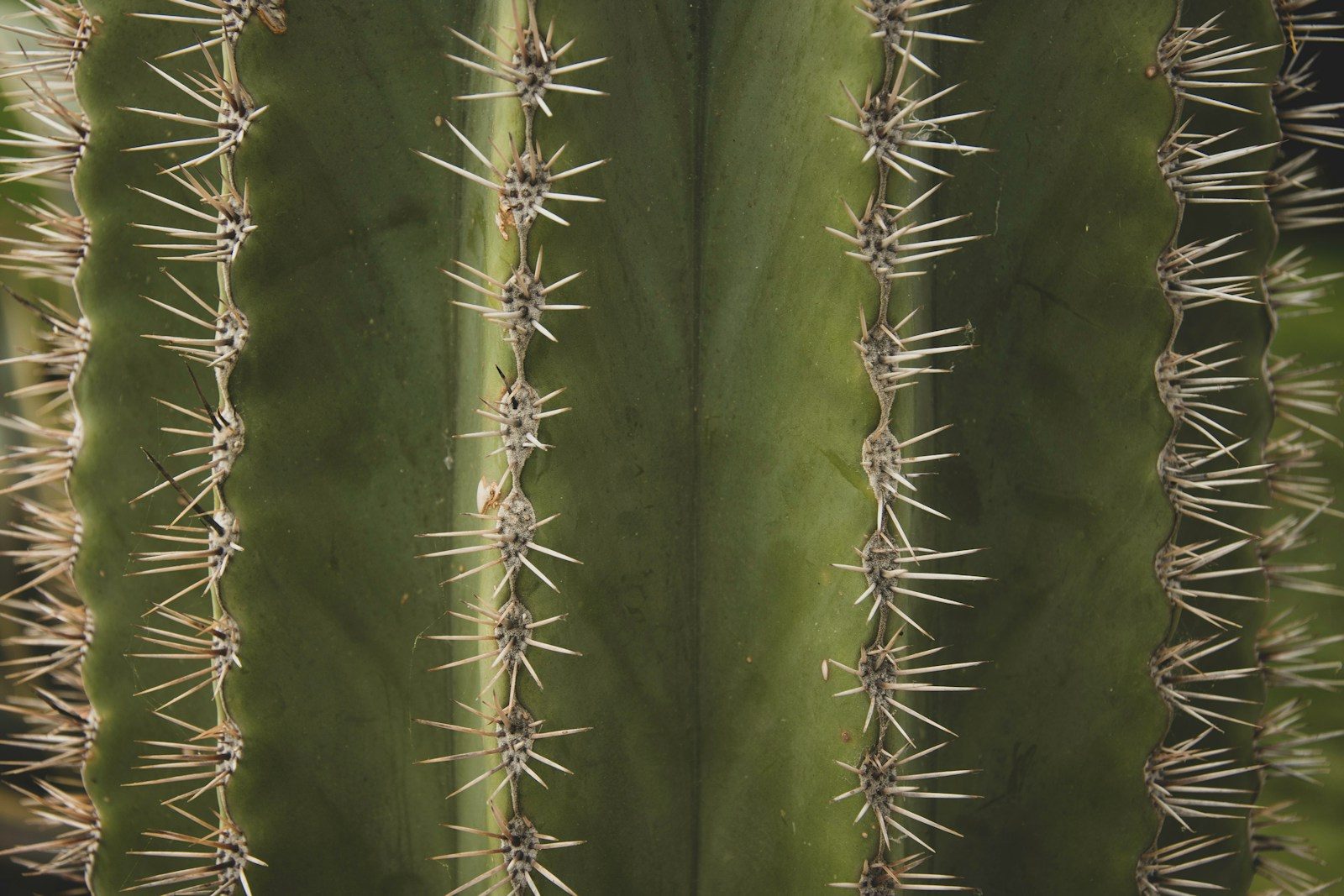 The Connection Between Cactus Gel and Desert Tourism - Cactus Gel
