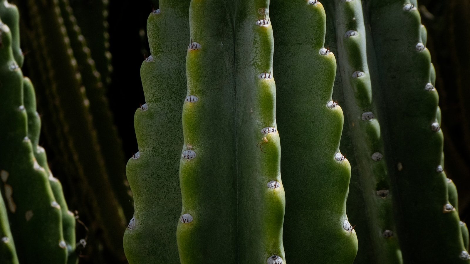 The Popularity of Cactus Gel in Desert Resorts - Cactus Gel