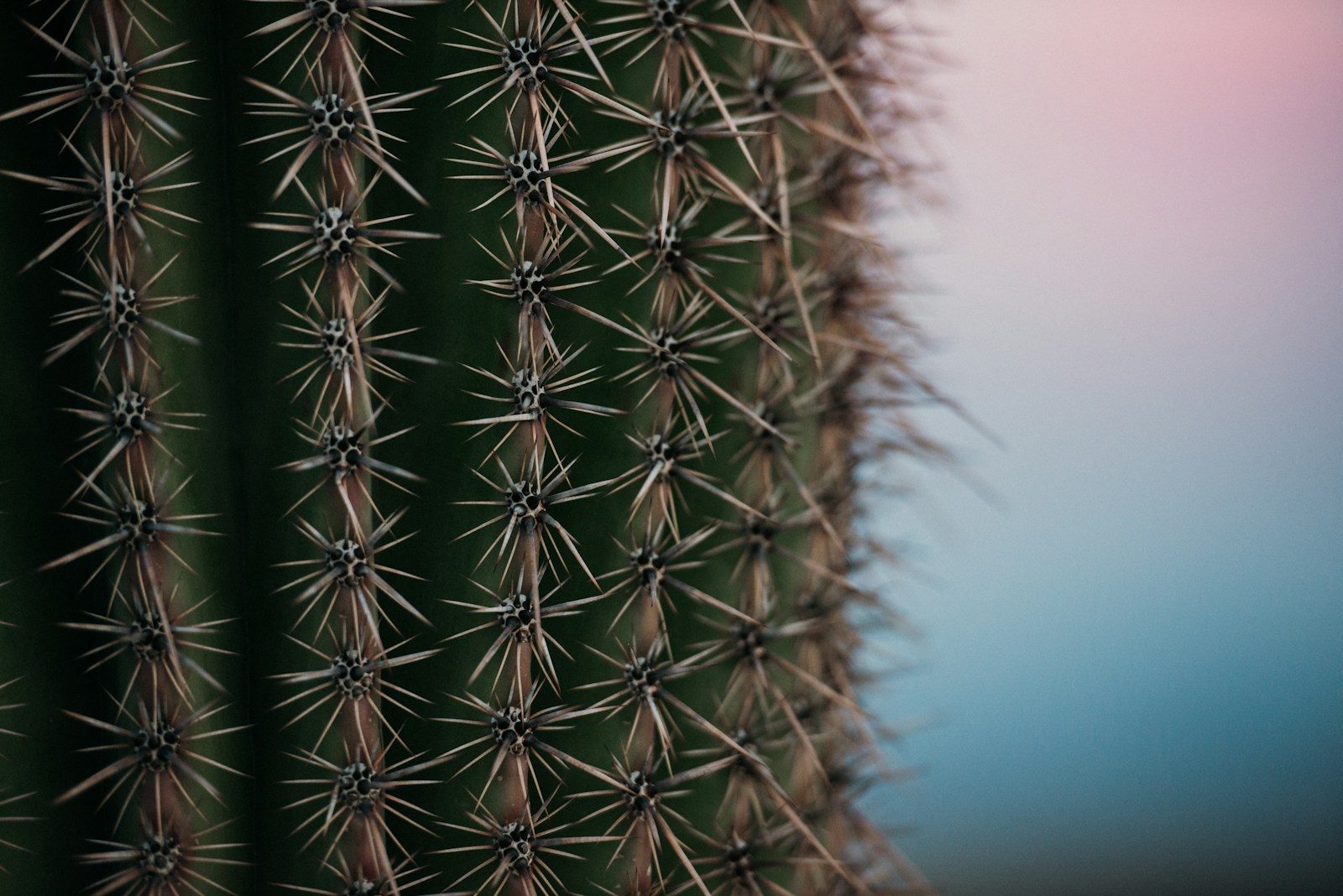 The Role of Polysaccharides in Cactus Gel - Cactus Gel