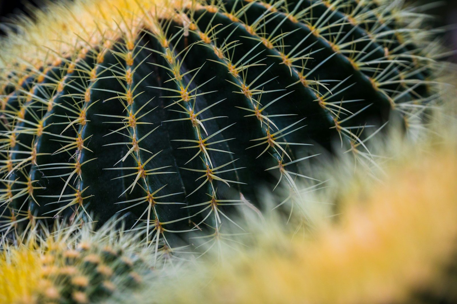 The Many Forms of Cactus Gel in Skincare Products - Cactus Gel
