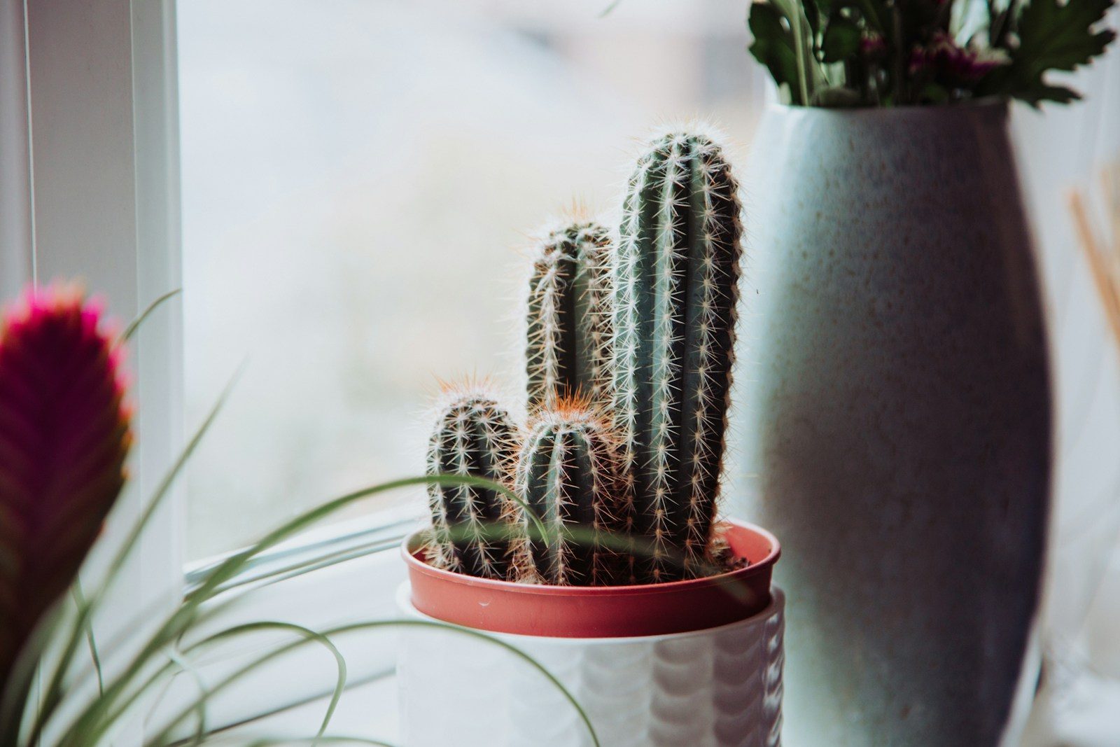How to Make Cactus Gel Ice Cubes for Cooling Relief - Cactus Gel