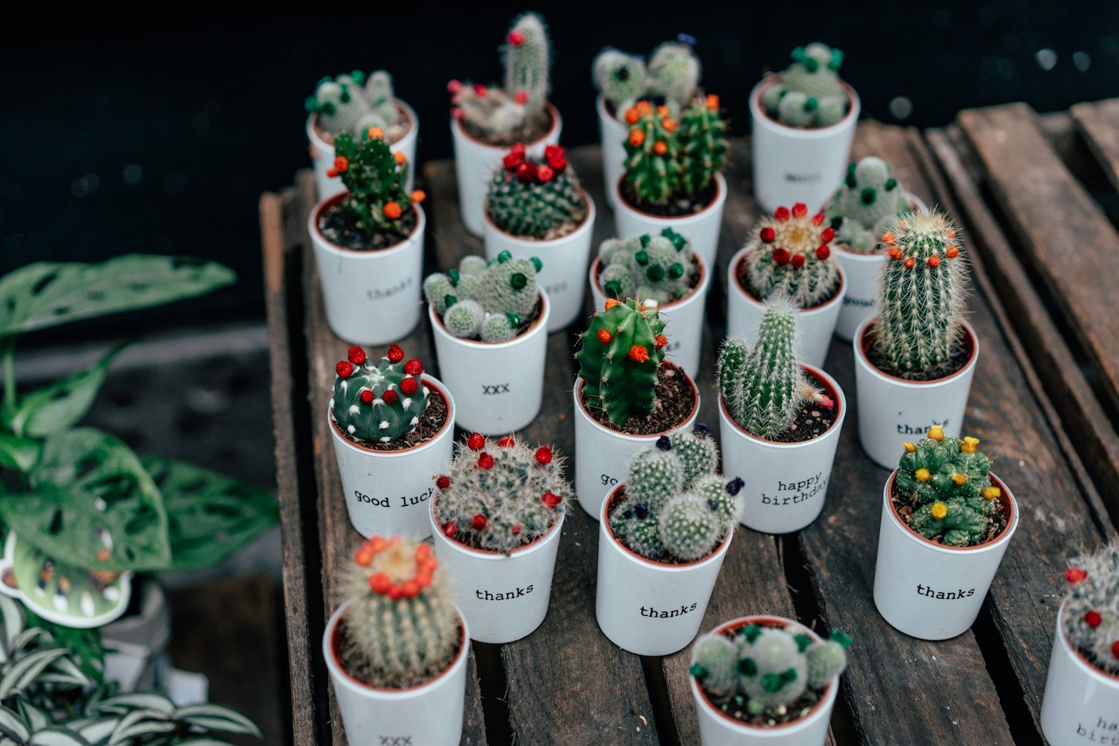Cactus Gel and Its Role in Anti Aging Skincare - Cactus Gel