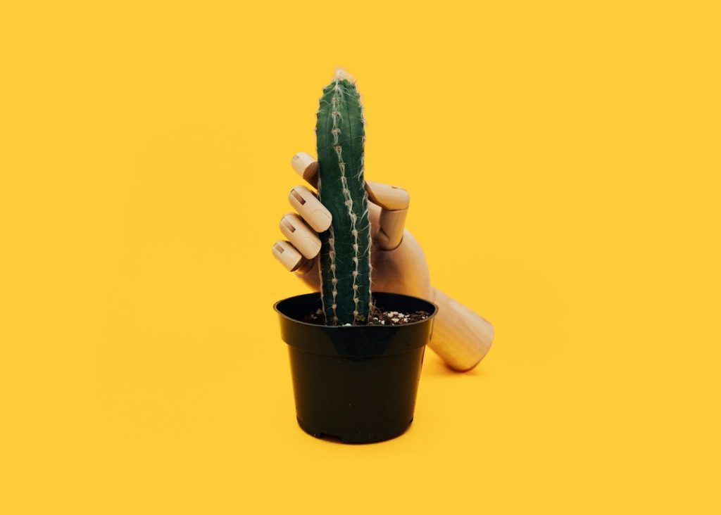Cactus Gel and Its Potential for Wound Care - Cactus Gel