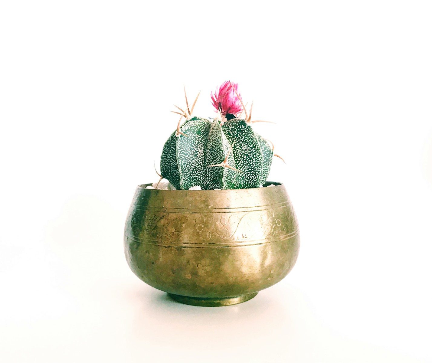 Why Cactus Gel Works for Both Oily and Dry Skin - Cactus Gel
