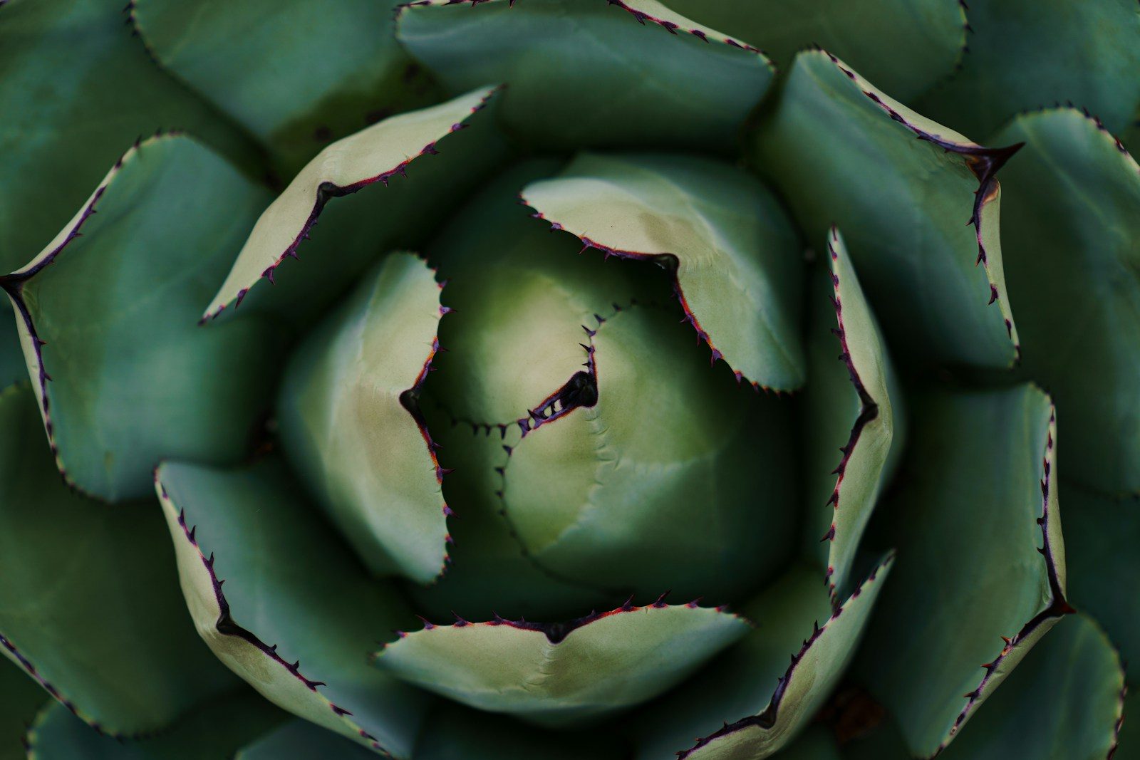 Cactus Gel as a Sustainable Alternative to Some Skincare Ingredients ...