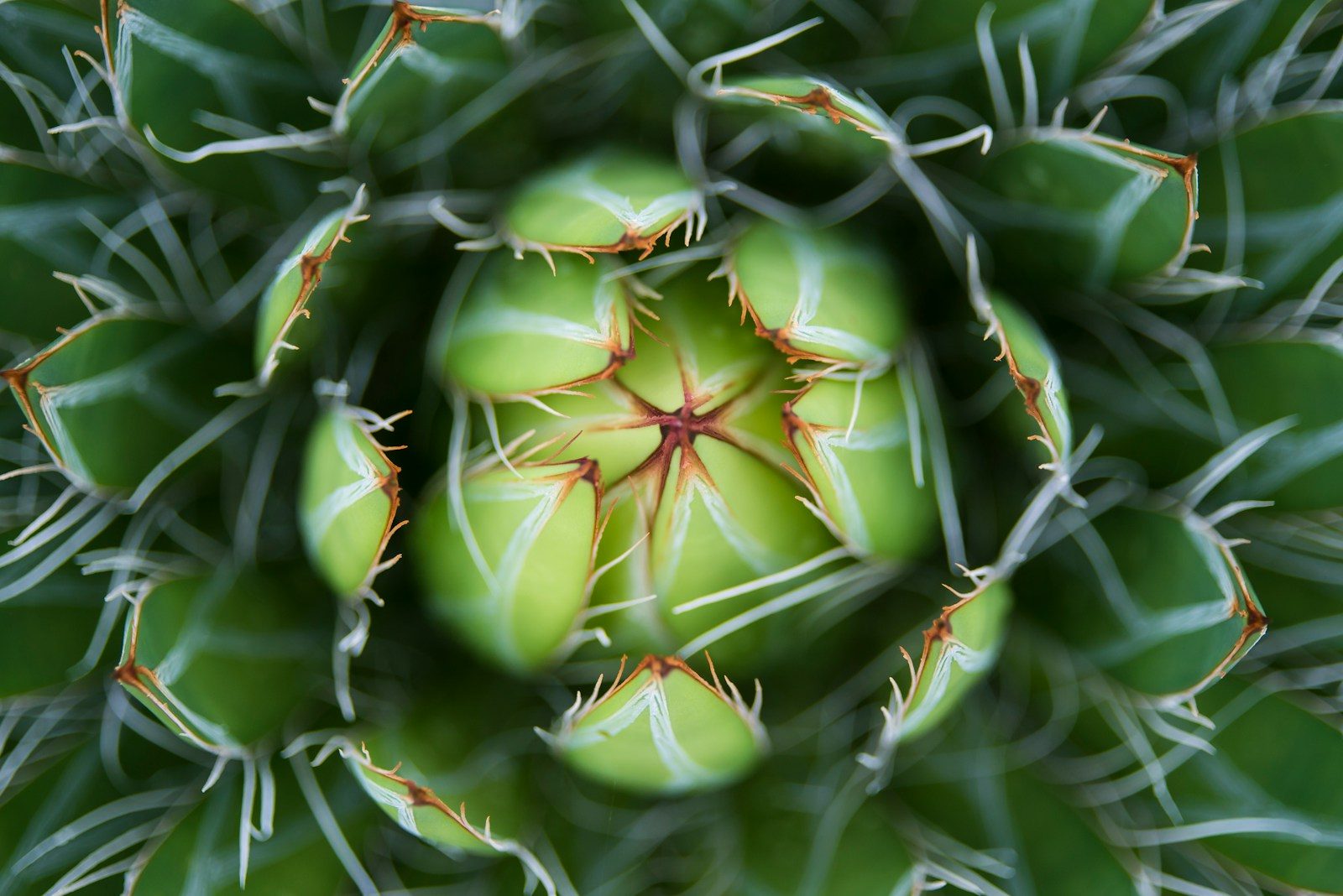 How to Harvest Cactus Pads for Gel Extraction - Cactus Gel