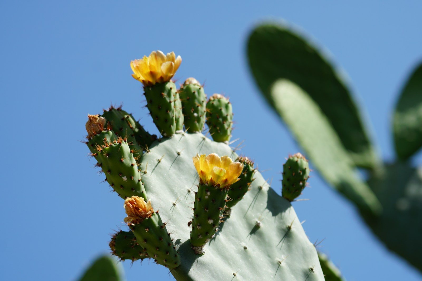 Cactus Gel and Its Ability to Calm Rosacea - Cactus Gel