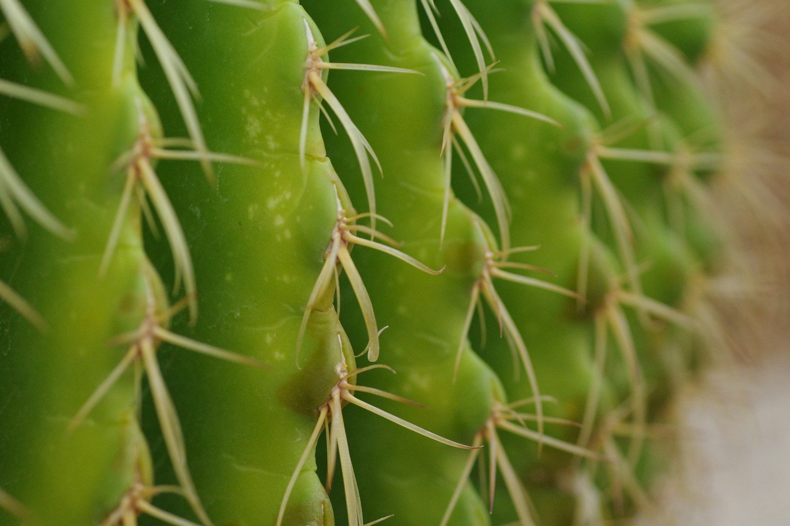 The Unique Texture of Cactus Gel Explained - Cactus Gel