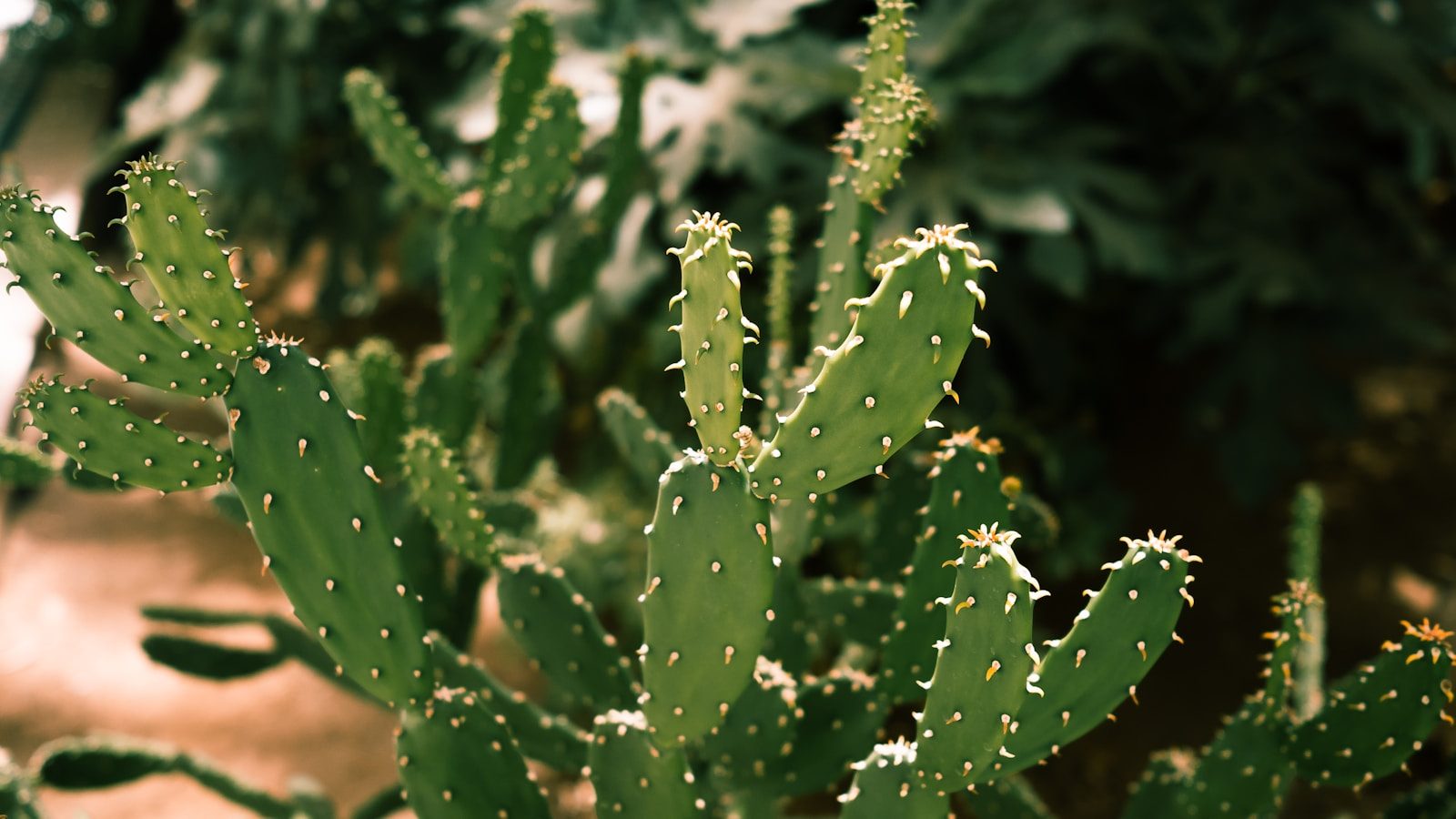 Cactus Gel in Skincare for Travelers - Cactus Gel