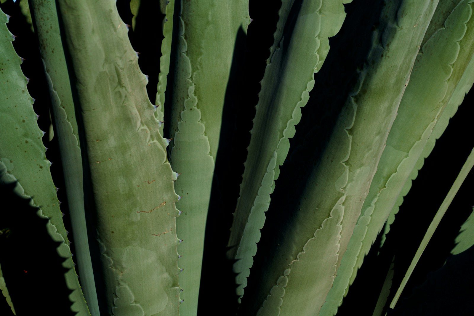 How to Create an At Home Spa Day with Cactus Gel - Cactus Gel