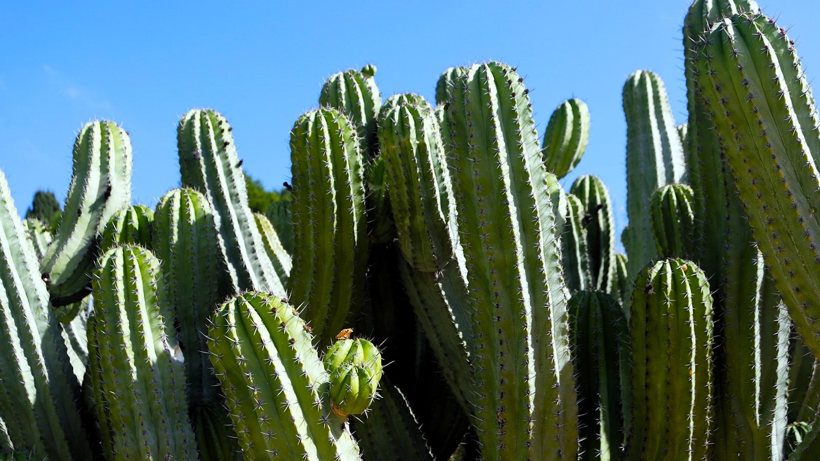 From Desert to Bathroom The Journey of Cactus Gel - Cactus Gel
