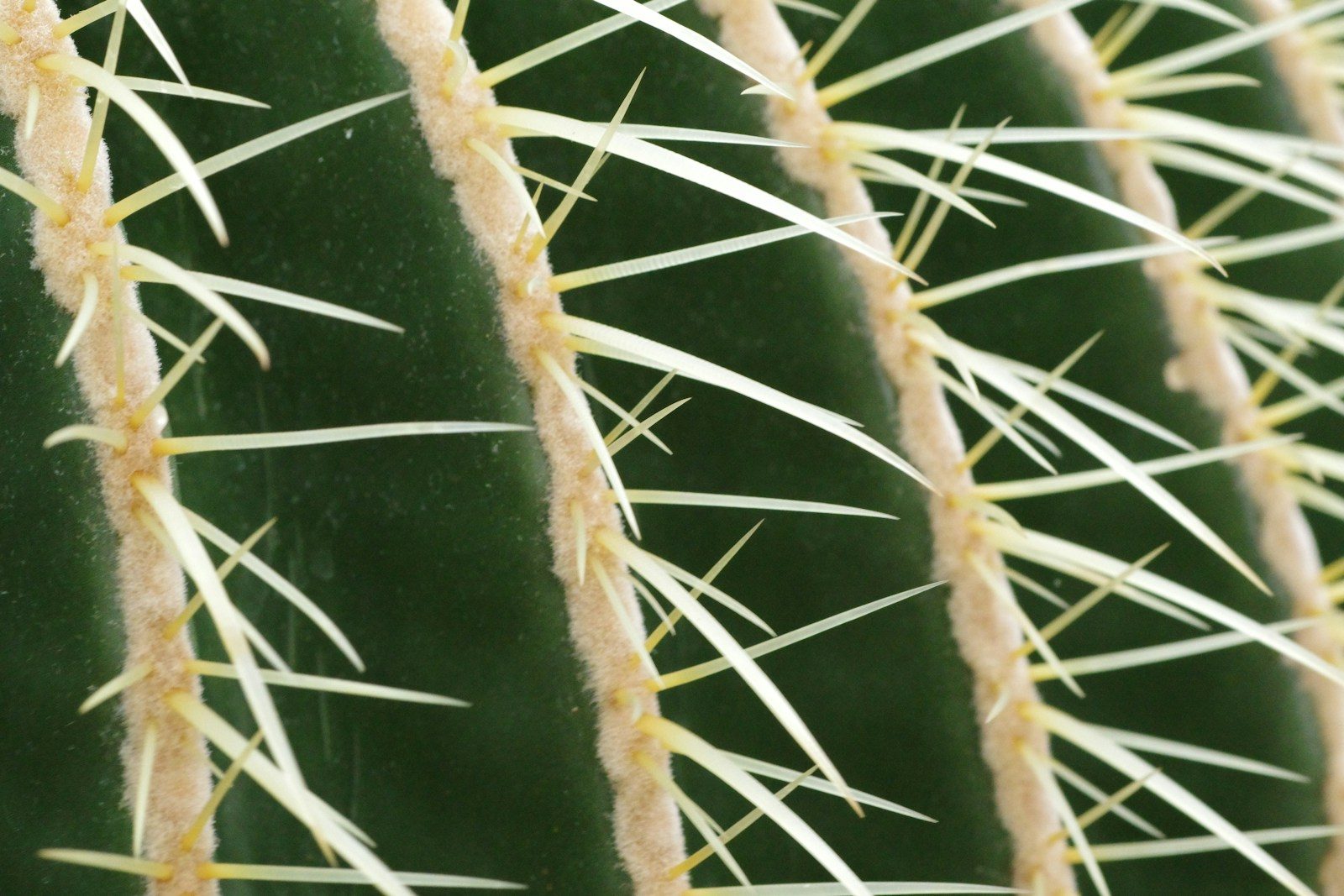 The Difference Between Fresh and Processed Cactus Gel - Cactus Gel
