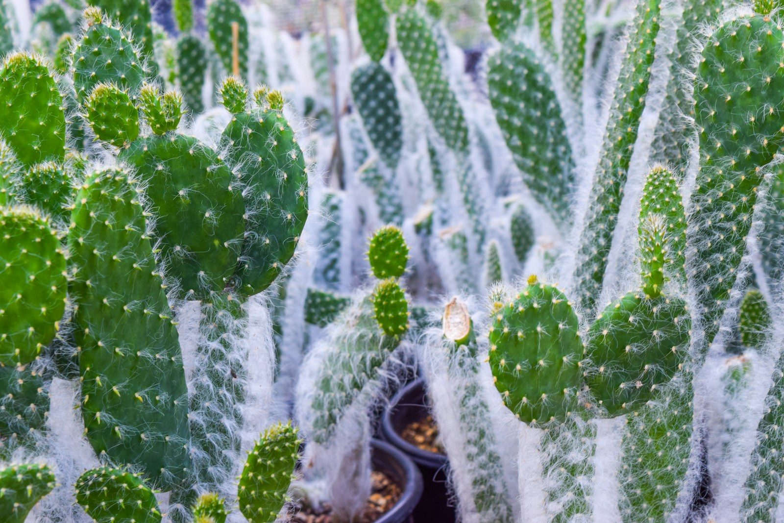 The Symbolism of Cactus in Wellness Products - Cactus Gel